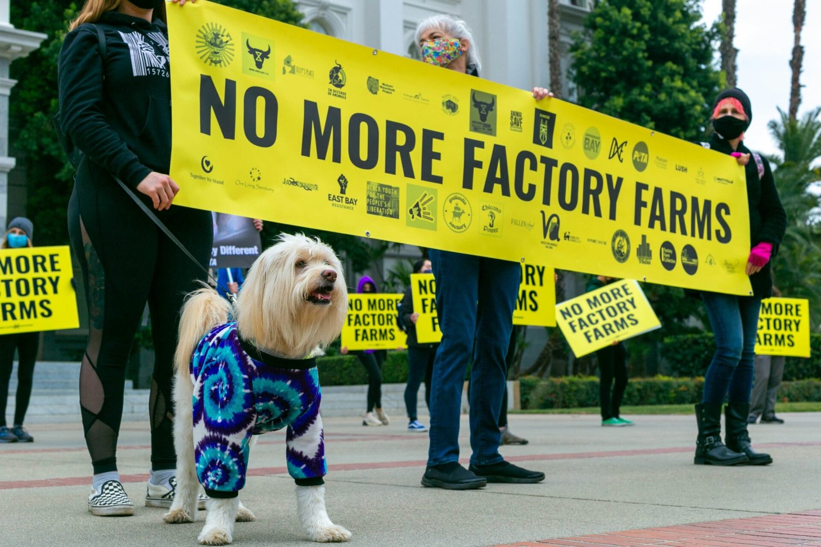 PETA launches protests against HKTV over animal decapitation experiments